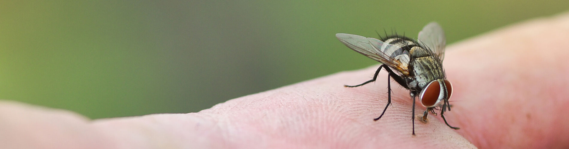 Flies Control - Houseplant And Lawn Flies Control Near Me
